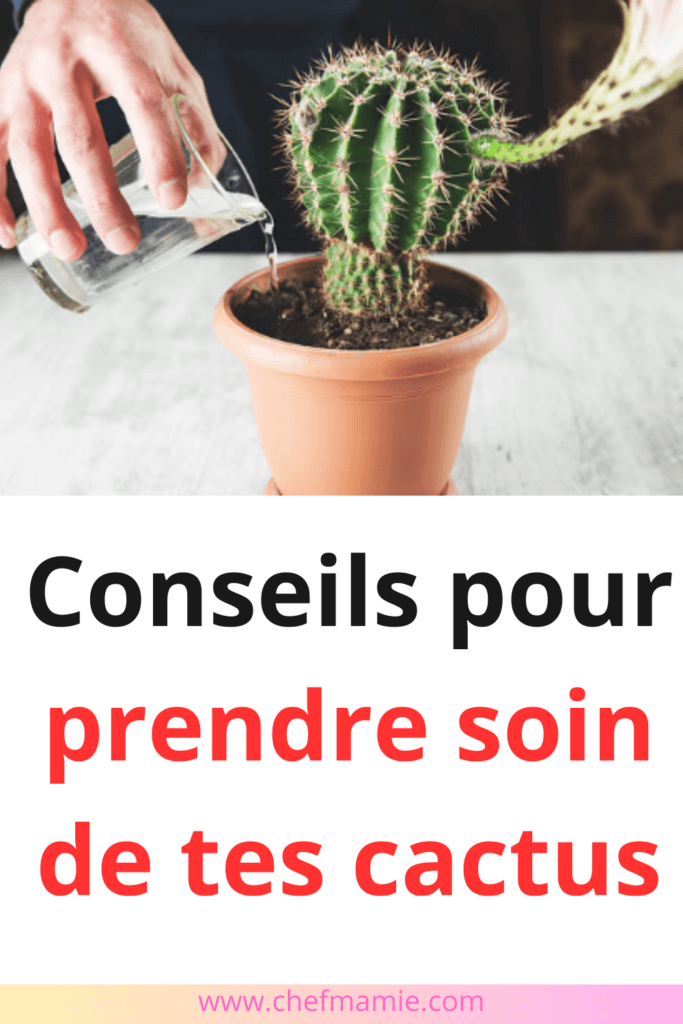 Conseils pour prendre soin de tes cactus - Chef Mamie